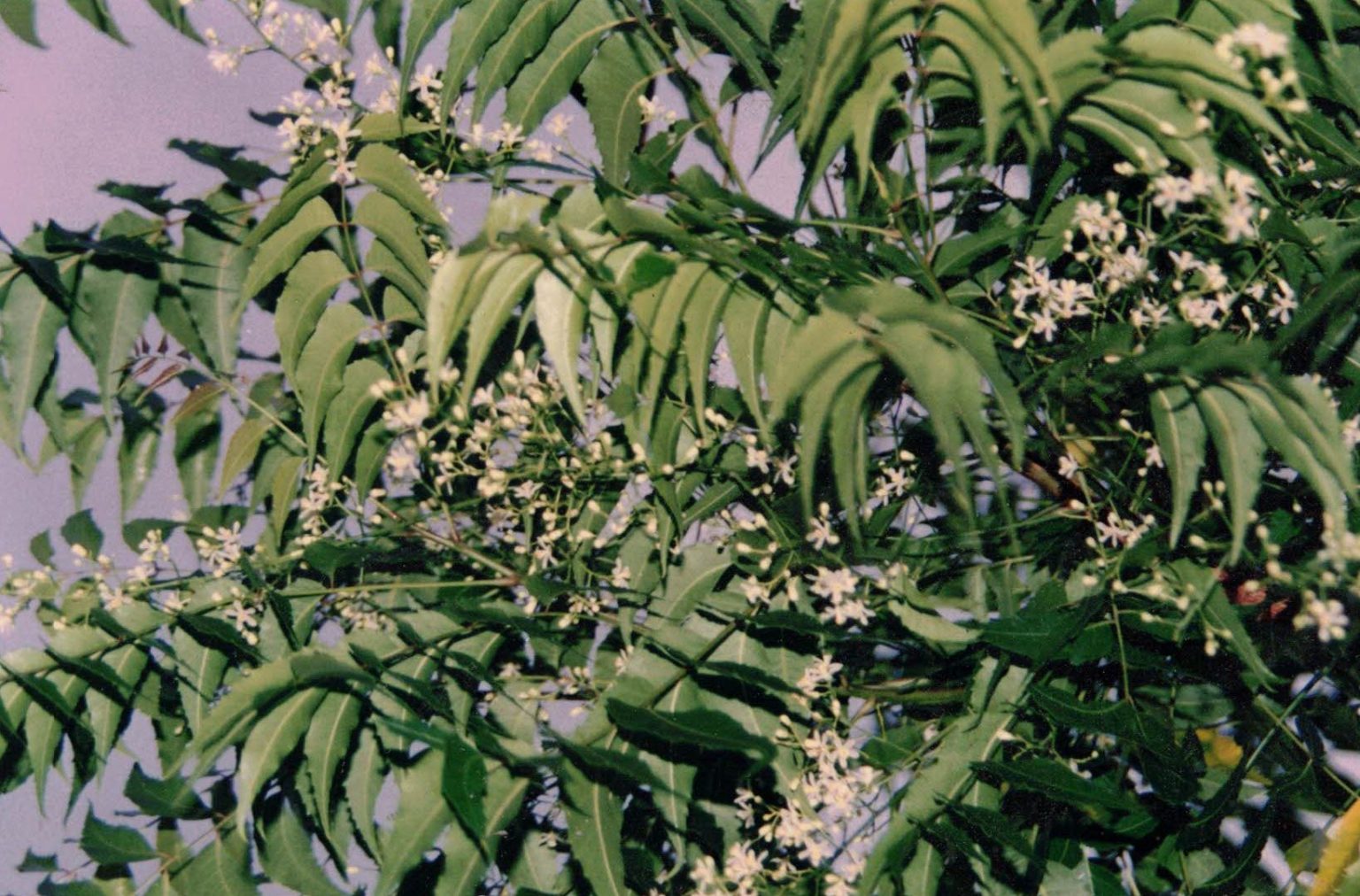 Dried Neem Flowers, Buy Online | Neem Tree Farms