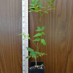 Shop All- Natural Neem Oil & Products | Neem Tree Farms