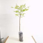 Neem Tree Live Plant, Buy Online | Neem Tree Farms