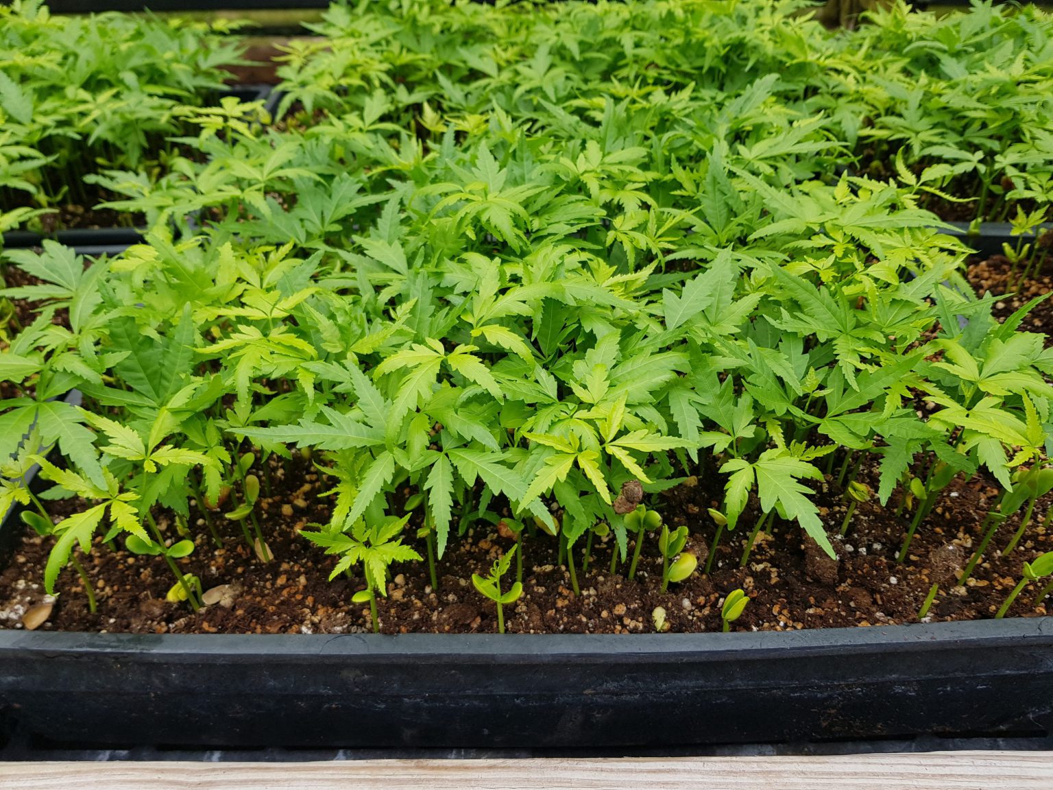 Fresh Need Seeds, Buy Online | Neem Tree Farms