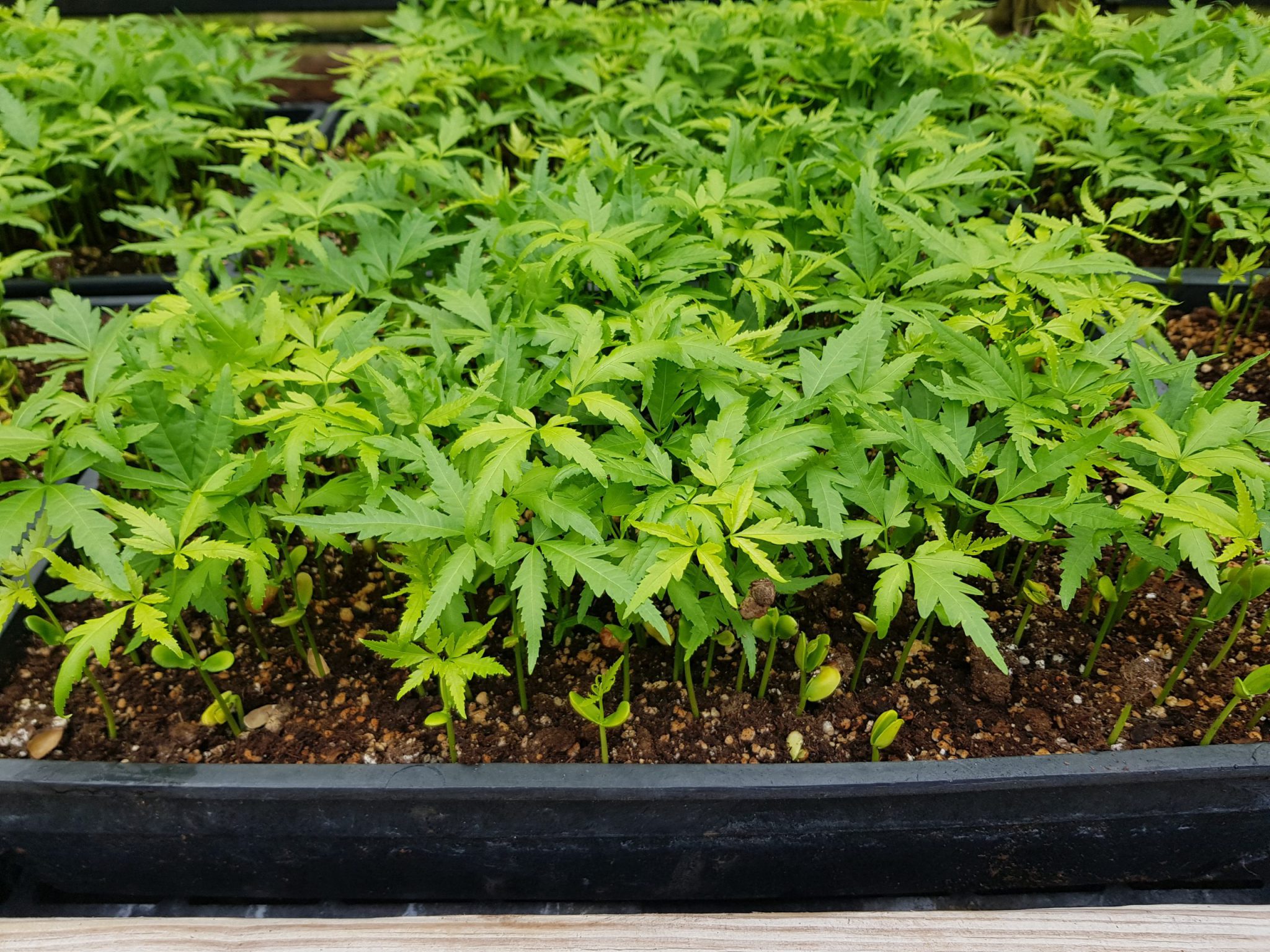 Fresh Need Seeds, Buy Online | Neem Tree Farms