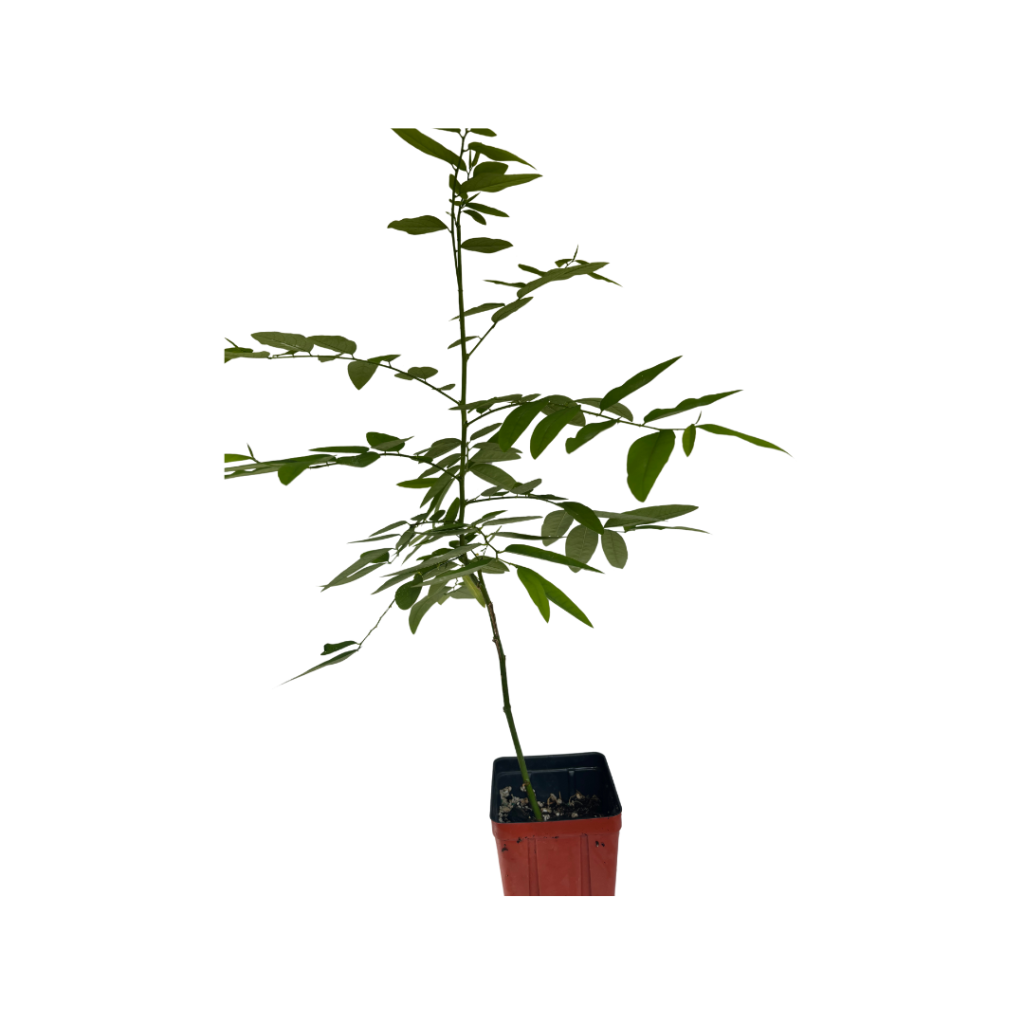 Katuk, aka Star Gooseberry or Sweetleaf | Neem Tree Farms